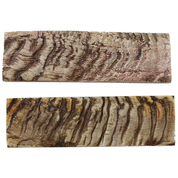 Sheep Horn Bark Scales - Natural - 1/4" X 1.5:" X5" — WoodWorld of Texas